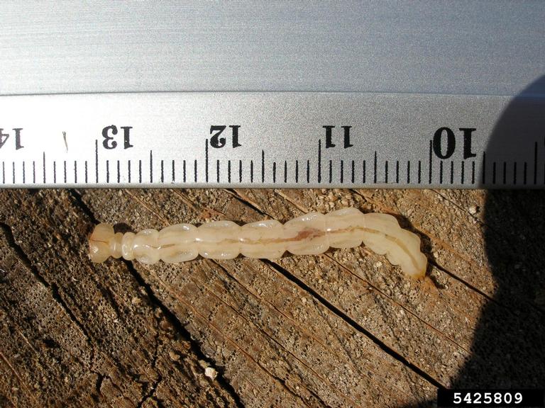 oak splendour beetle (Agrilus biguttatus (Fabricius, 1776))