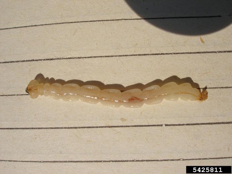 oak splendour beetle (Agrilus biguttatus (Fabricius, 1776))