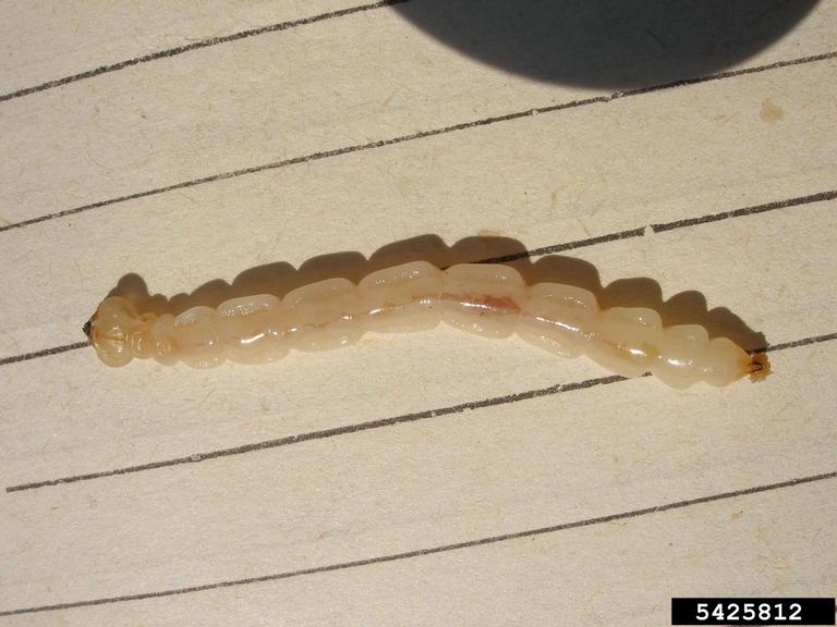 oak splendour beetle (Agrilus biguttatus (Fabricius, 1776))