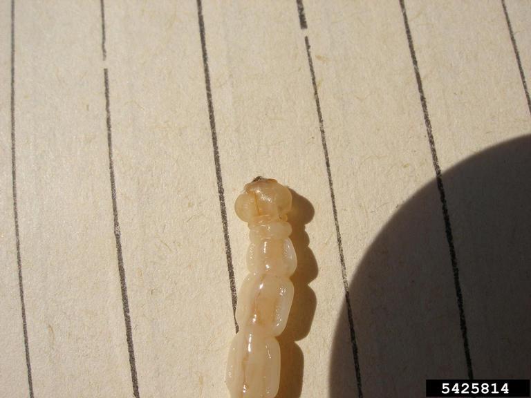 oak splendour beetle (Agrilus biguttatus (Fabricius, 1776))