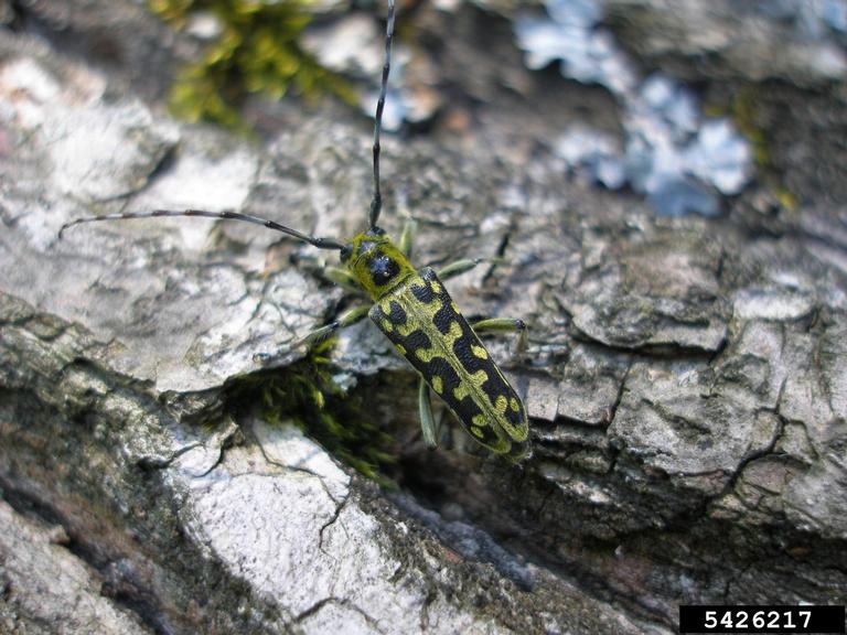 long-horned beetle (Saperda scalaris (Linnaeus, 1758))