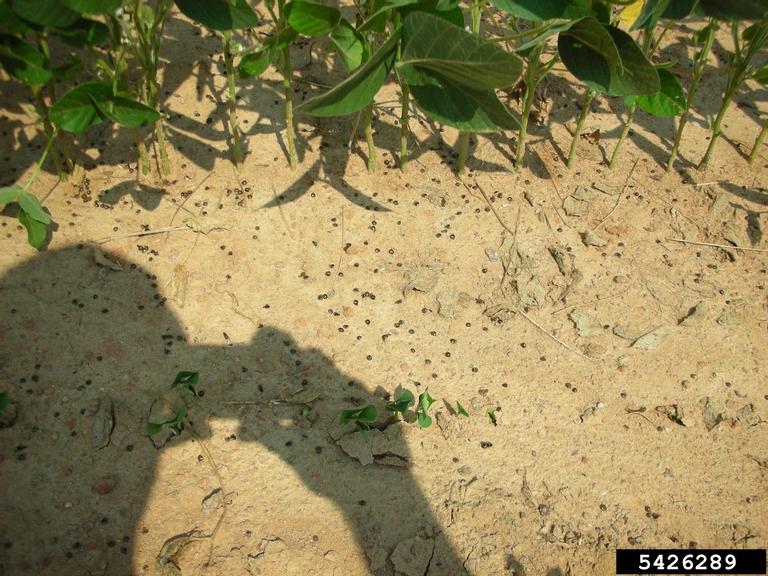 kudzu bug (Megacopta cribraria)