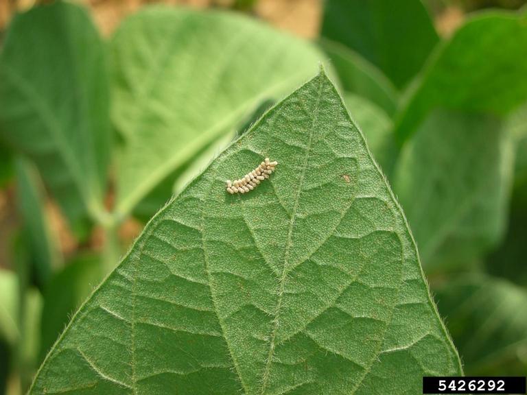 kudzu bug (Megacopta cribraria)