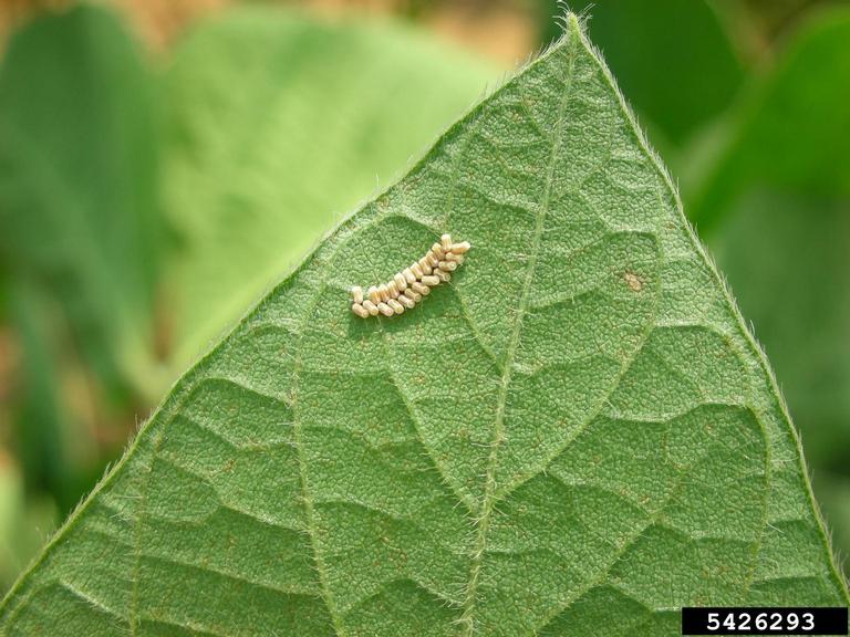 kudzu bug (Megacopta cribraria)