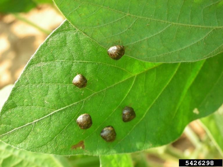 kudzu bug (Megacopta cribraria)