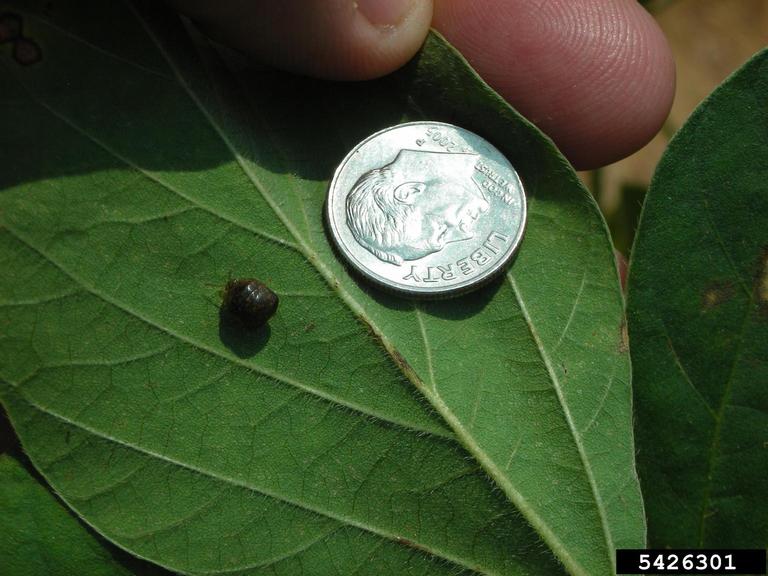 kudzu bug (Megacopta cribraria)