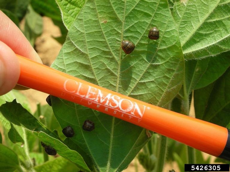 kudzu bug (Megacopta cribraria (Fabricius))