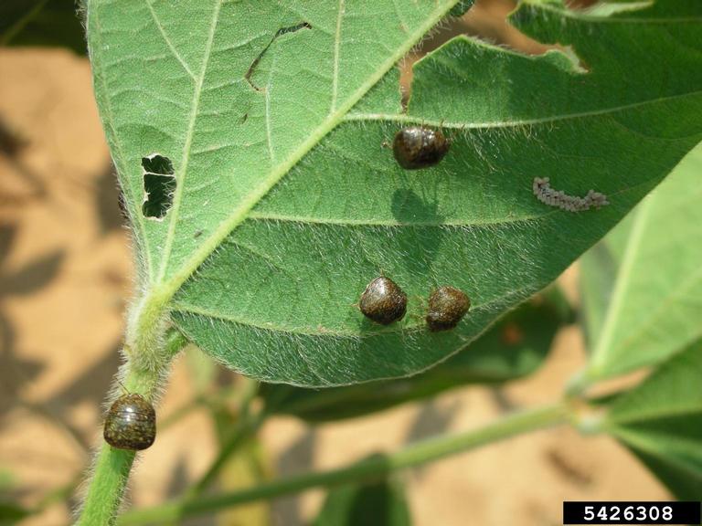 kudzu bug (Megacopta cribraria)