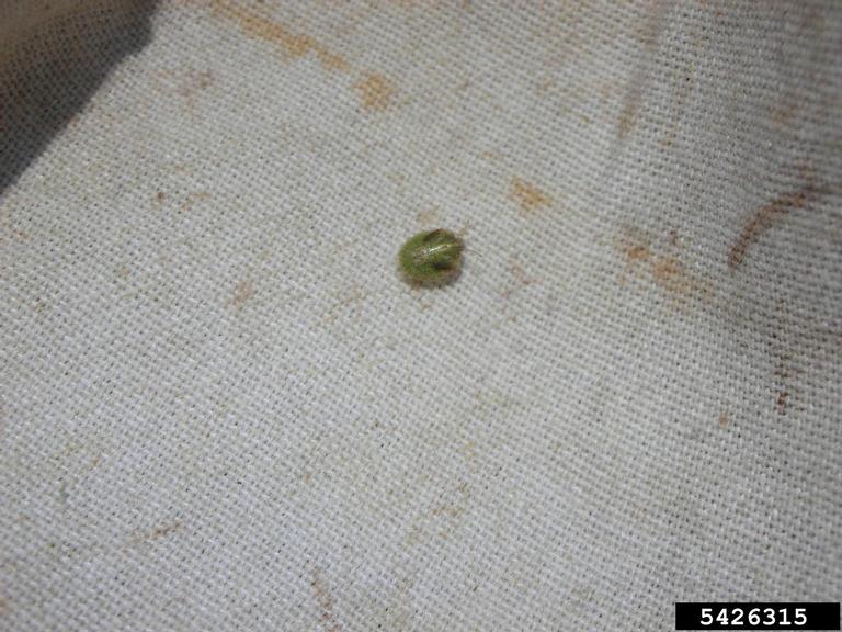 kudzu bug (Megacopta cribraria (Fabricius))