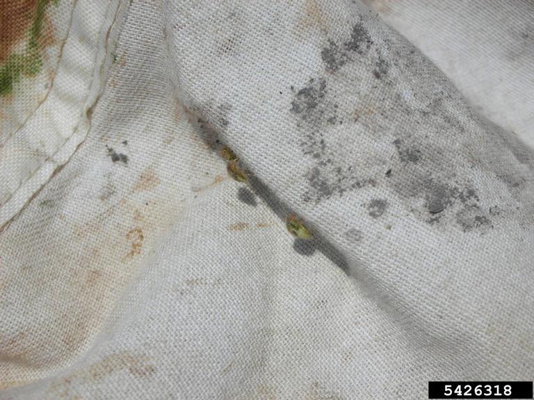 kudzu bug (Megacopta cribraria (Fabricius))