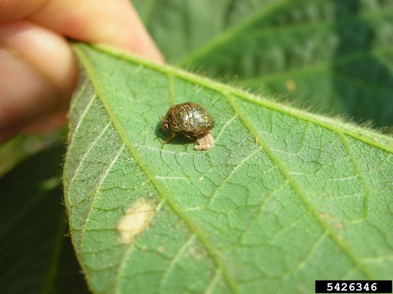 kudzu bug (Megacopta cribraria (Fabricius))