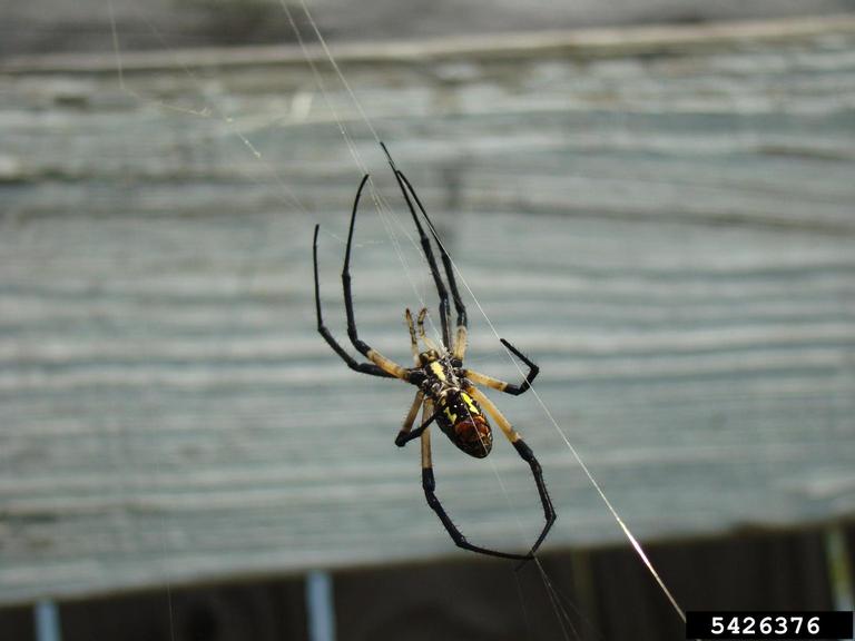 yellow garden spider (Argiope aurantia Lucas)