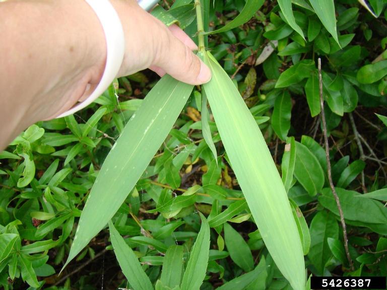 giant cane (Arundinaria gigantea (Walt.) Muhl.)