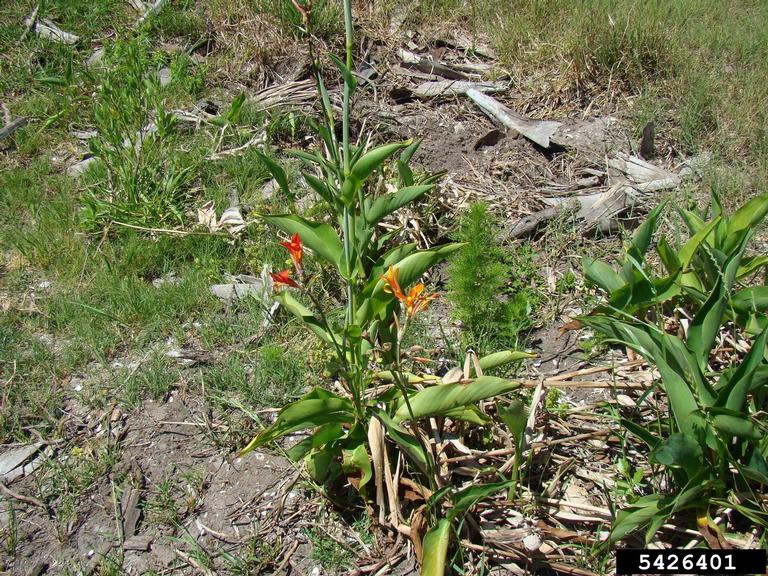 canna (Genus Canna L.)