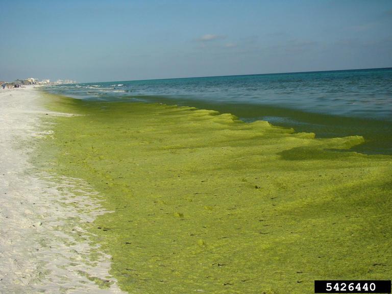 green algae (Genus Cladophora Kützing, 1843)