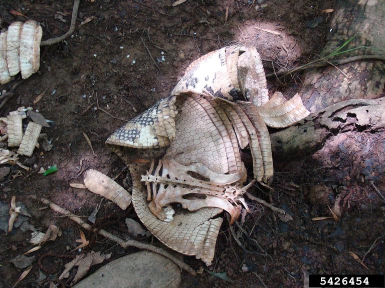 nine-banded armadillo (Dasypus novemcinctus Linnaeus, 1758)