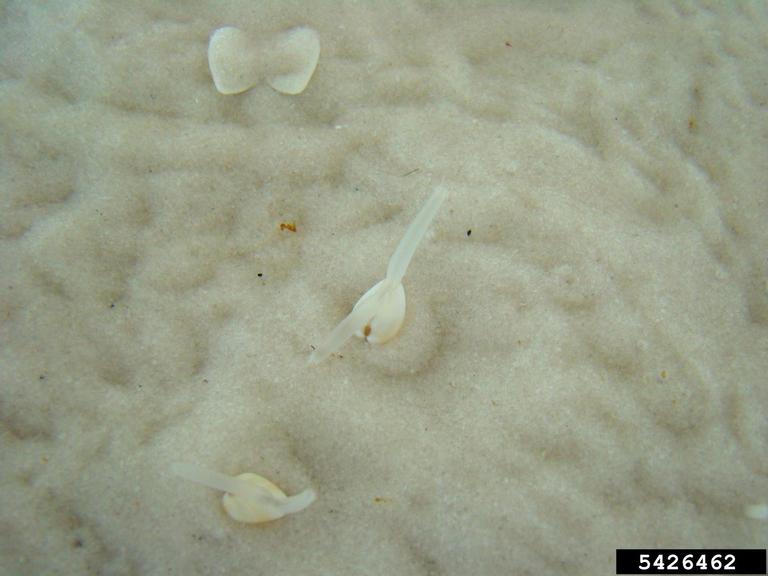 variable coquina (Donax variabilis)