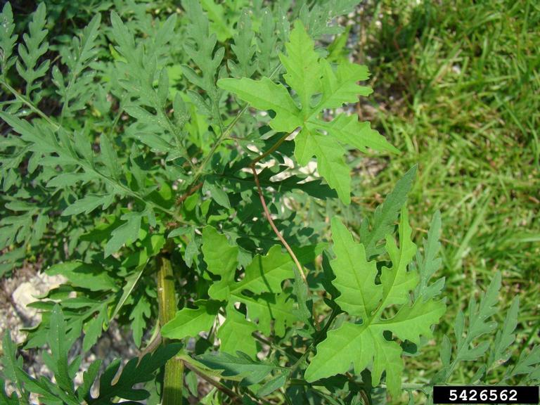 noyau vine (Merremia dissecta (Jacq.) Hallier f.)