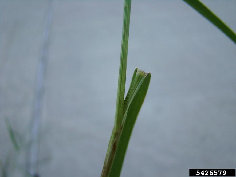 torpedograss (Panicum repens L.)