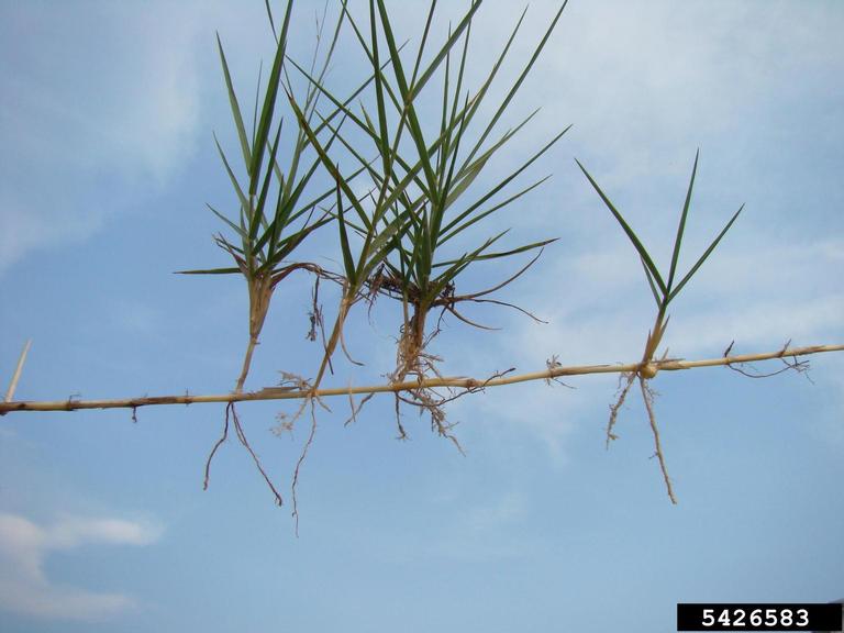 torpedograss (Panicum repens L.)