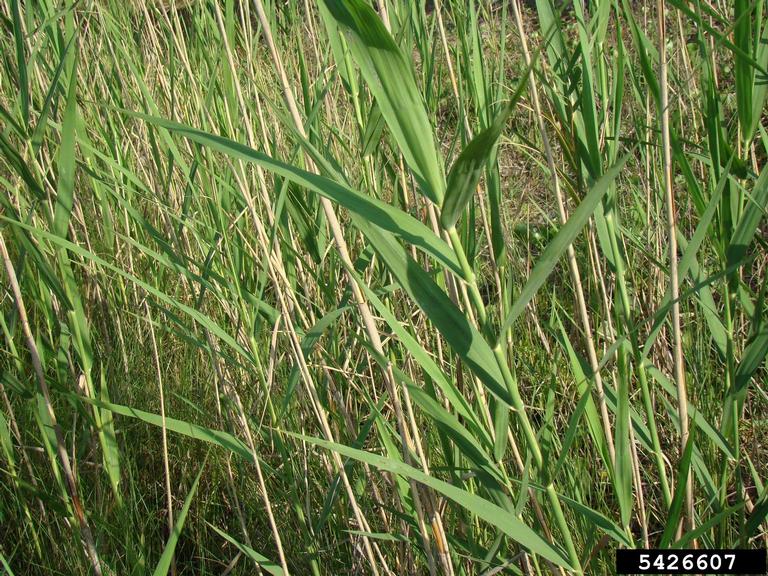 common reed (Phragmites australis (Cavanilles) Trinius ex Steudel)