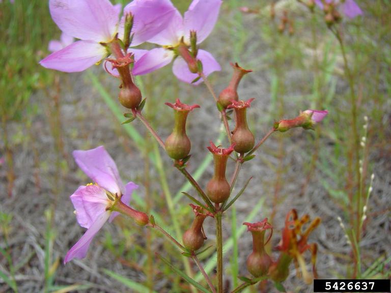 West Indian meadowbeauty (Rhexia cubensis Griseb.)