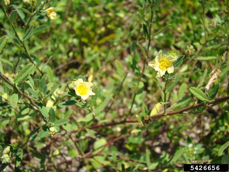 arrowleaf sida (Sida rhombifolia L.)