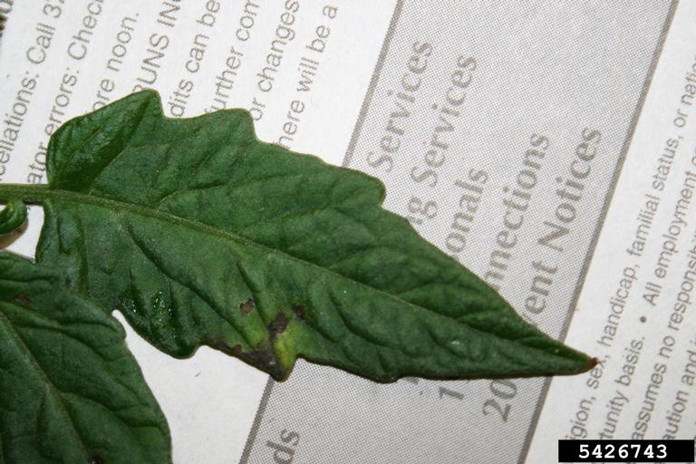 Alternaria black molds / stem cankers (Genus Alternaria)