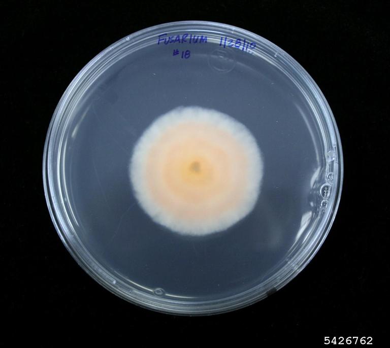 Fusarium root rot and wilt (Fusarium oxysporum)