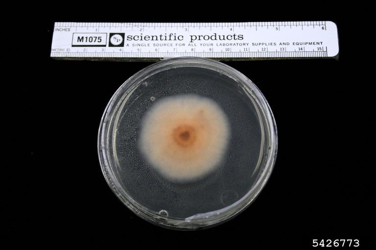 Fusarium wilts, blights, rots and damping-off (Fusarium spp. ) on ...