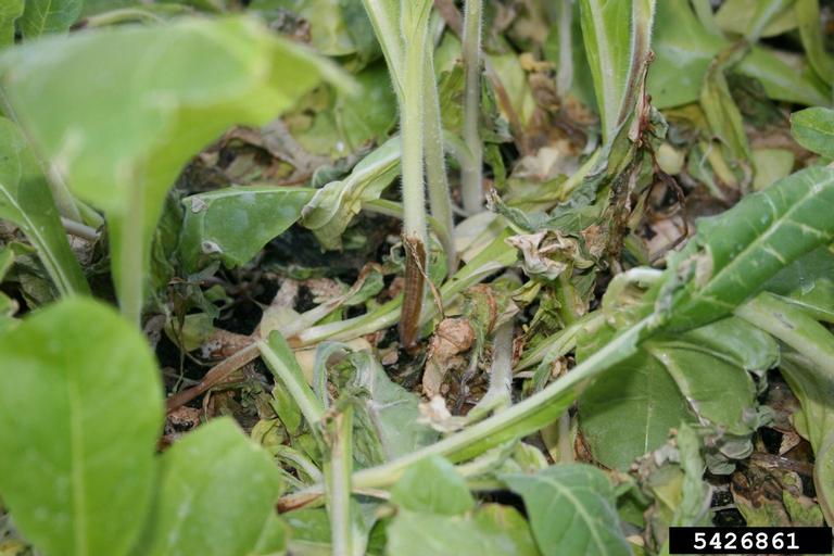 bacterial soft rot (Pectobacterium carotovorum (Jones 1901) Waldee 1945 ...