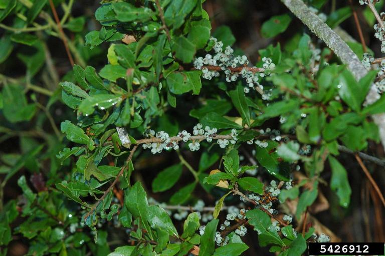 southern bayberry (Morella caroliniensis (Mill.) Small)