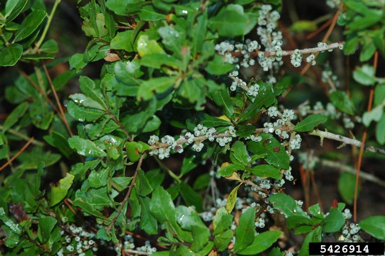 southern bayberry (Morella caroliniensis (Mill.) Small)