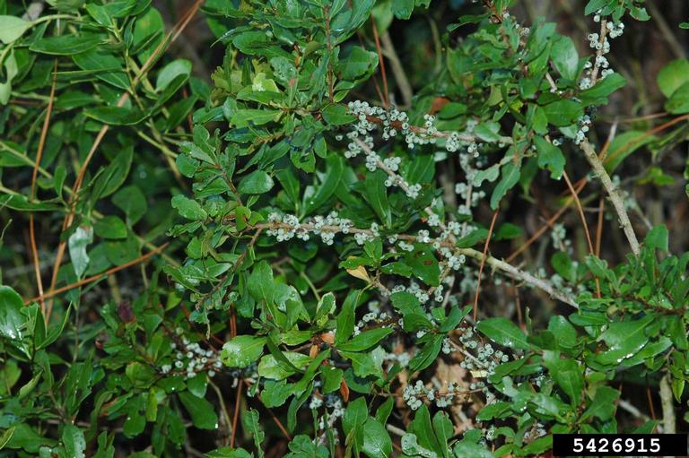 southern bayberry (Morella caroliniensis)