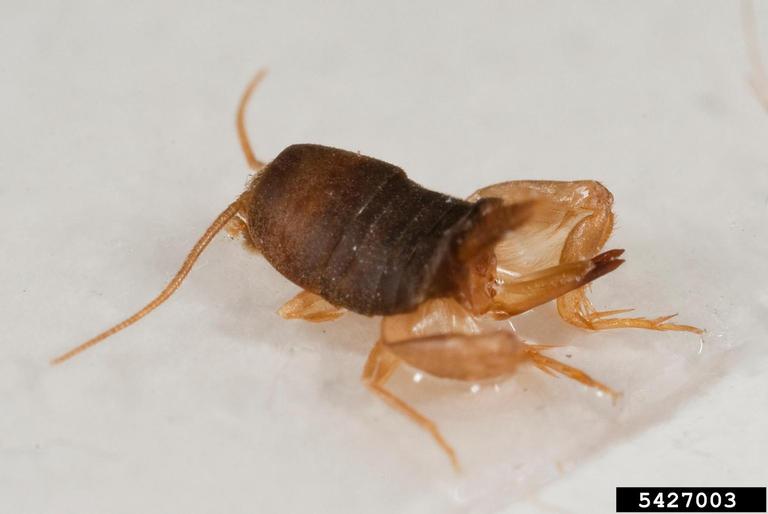 eastern ant cricket (Myrmecophilus pergandei Bruner, L., 1884)