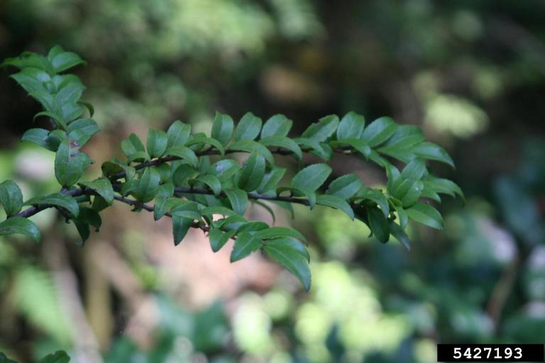 California huckleberry (Vaccinium ovatum)