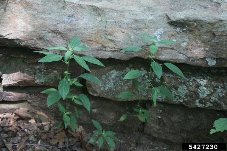 Virginia copperleaf (Acalypha virginica L.)