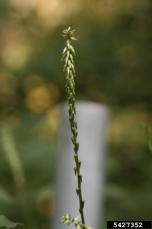 Japanese chaff flower (Achyranthes japonica (Miq.) Nakai)