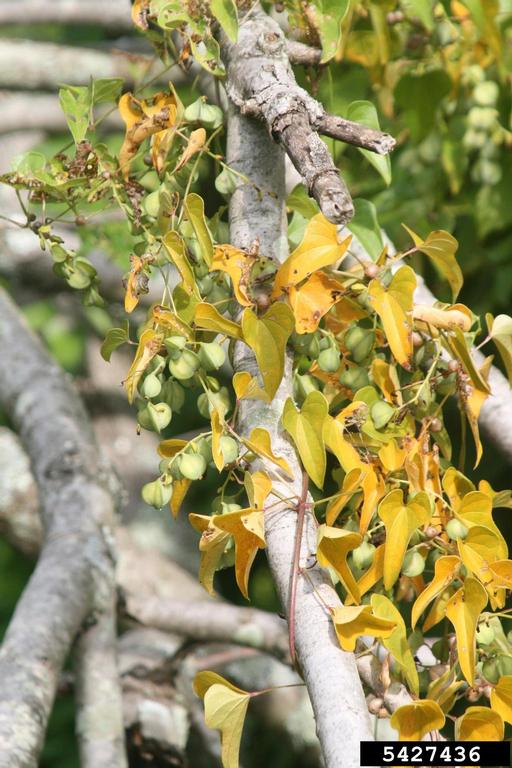 Chinese yam (Dioscorea polystachya Turcz.)