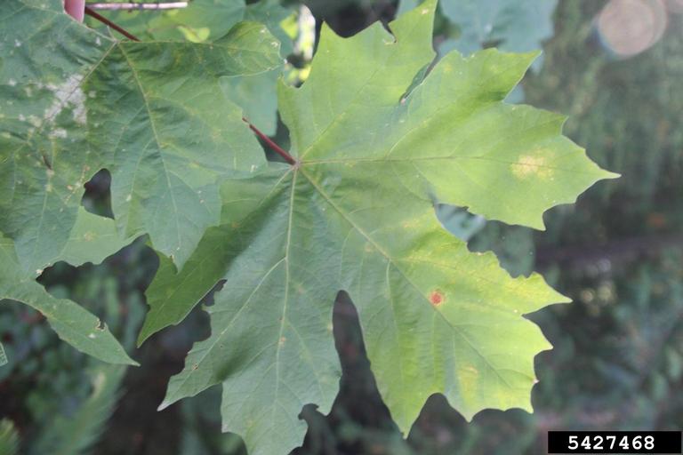 bigleaf maple (Acer macrophyllum Pursh)