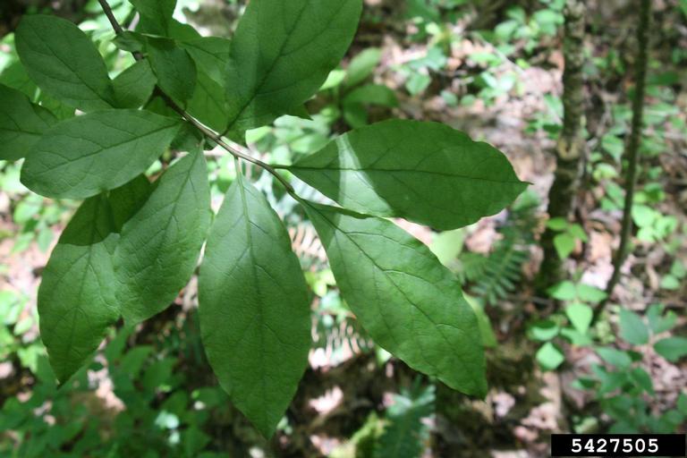 buffalo nut (Pyrularia pubera)