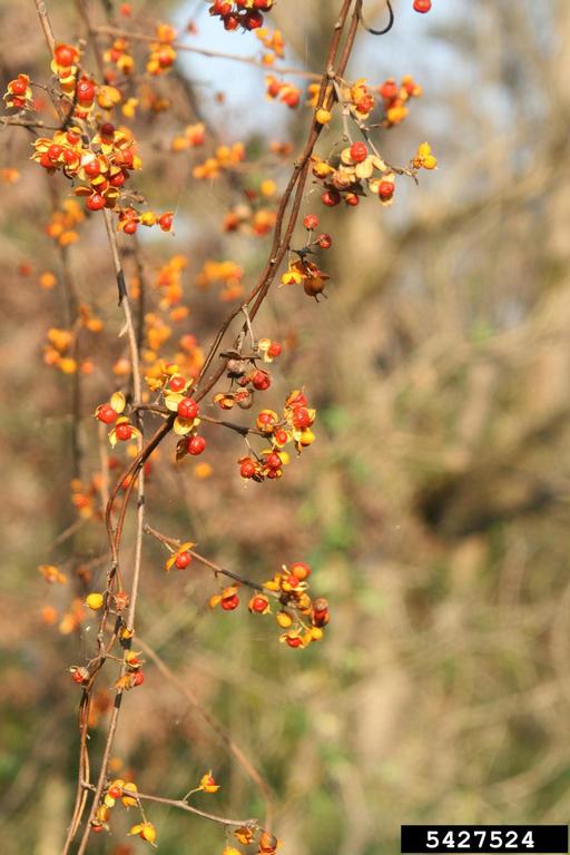 round leaf bittersweet (Celastrus orbiculatus Thunb.)