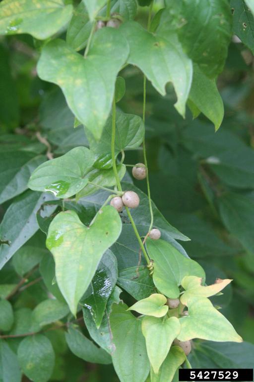 Chinese yam (Dioscorea polystachya)