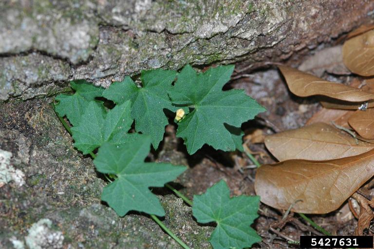 creeping cucumber (Melothria pendula L.)
