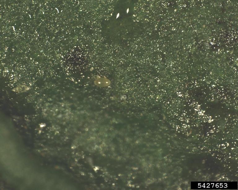 broad mite (Polyphagotarsonemus latus (Banks))