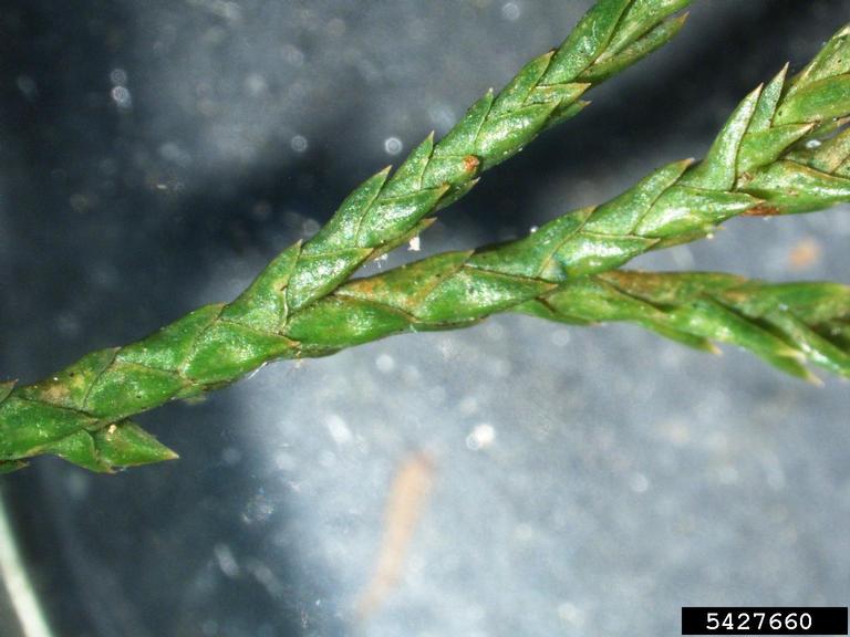 spruce spider mite (Oligonychus ununguis)