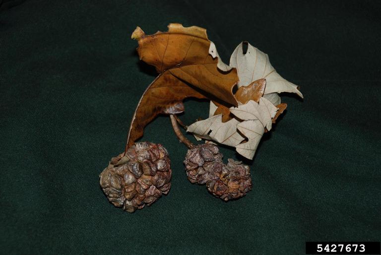 oak fig gall maker (Genus Xanthoceras)