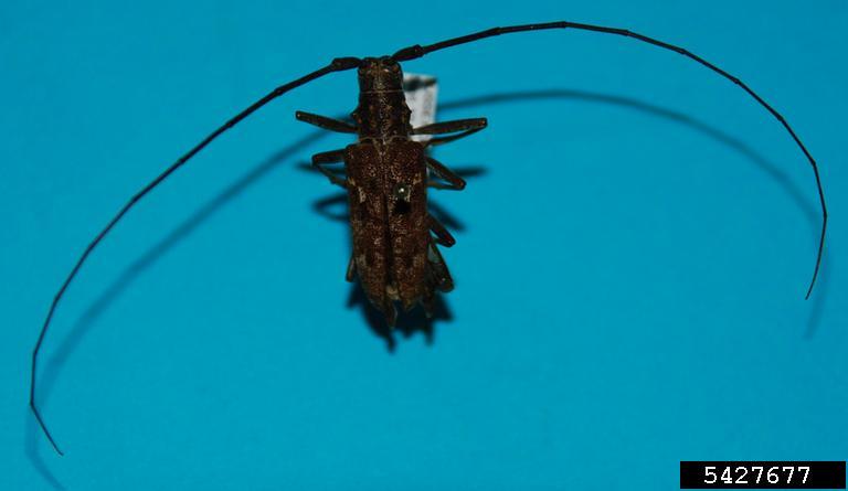 southern pine sawyer (Monochamus titillator (Fabricius, 1775))