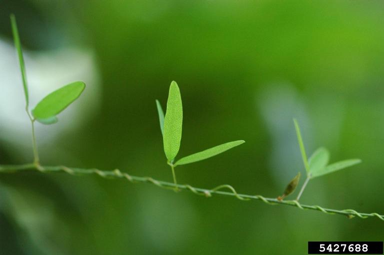 eastern milkpea, Galactia regularis (Fabales: Fabaceae) - 5427688