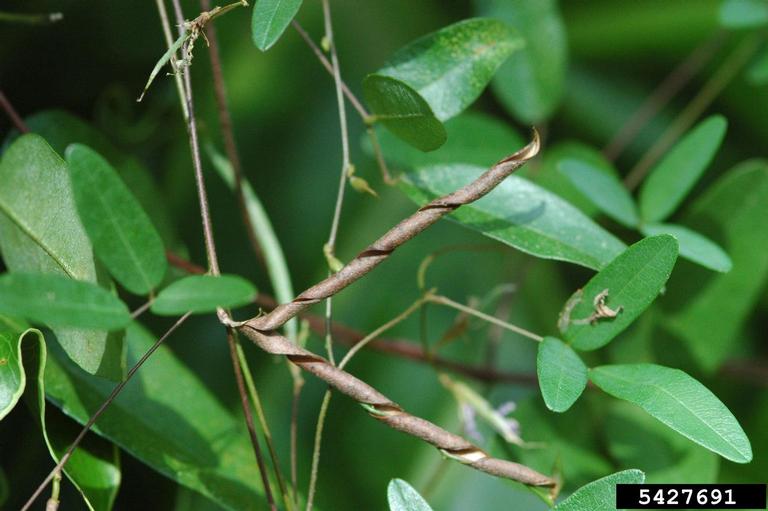 eastern milkpea (Galactia regularis (L.) Britton, Sterns & Poggenb.)